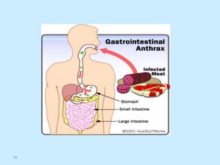 Bacillus spp..ppt....by..ali..rasool.badr