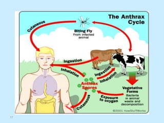 Bacillus spp..ppt....by..ali..rasool.badr
