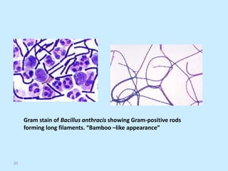 Bacillus spp..ppt....by..ali..rasool.badr