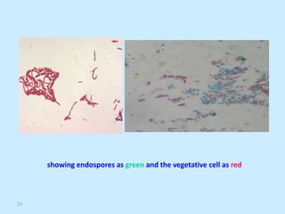 Bacillus spp..ppt....by..ali..rasool.badr