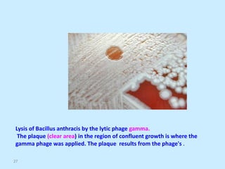 Bacillus spp..ppt....by..ali..rasool.badr