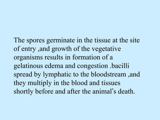 Bacillus spp..ppt....by..ali..rasool.badr