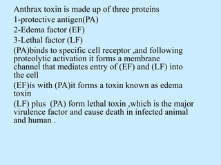 Bacillus spp..ppt....by..ali..rasool.badr