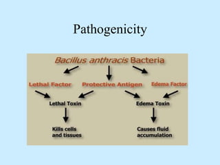 Bacillus spp..ppt....by..ali..rasool.badr