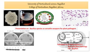 Bacillus subtilies | PPTX