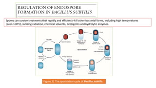 Bacillus subtilies | PPTX