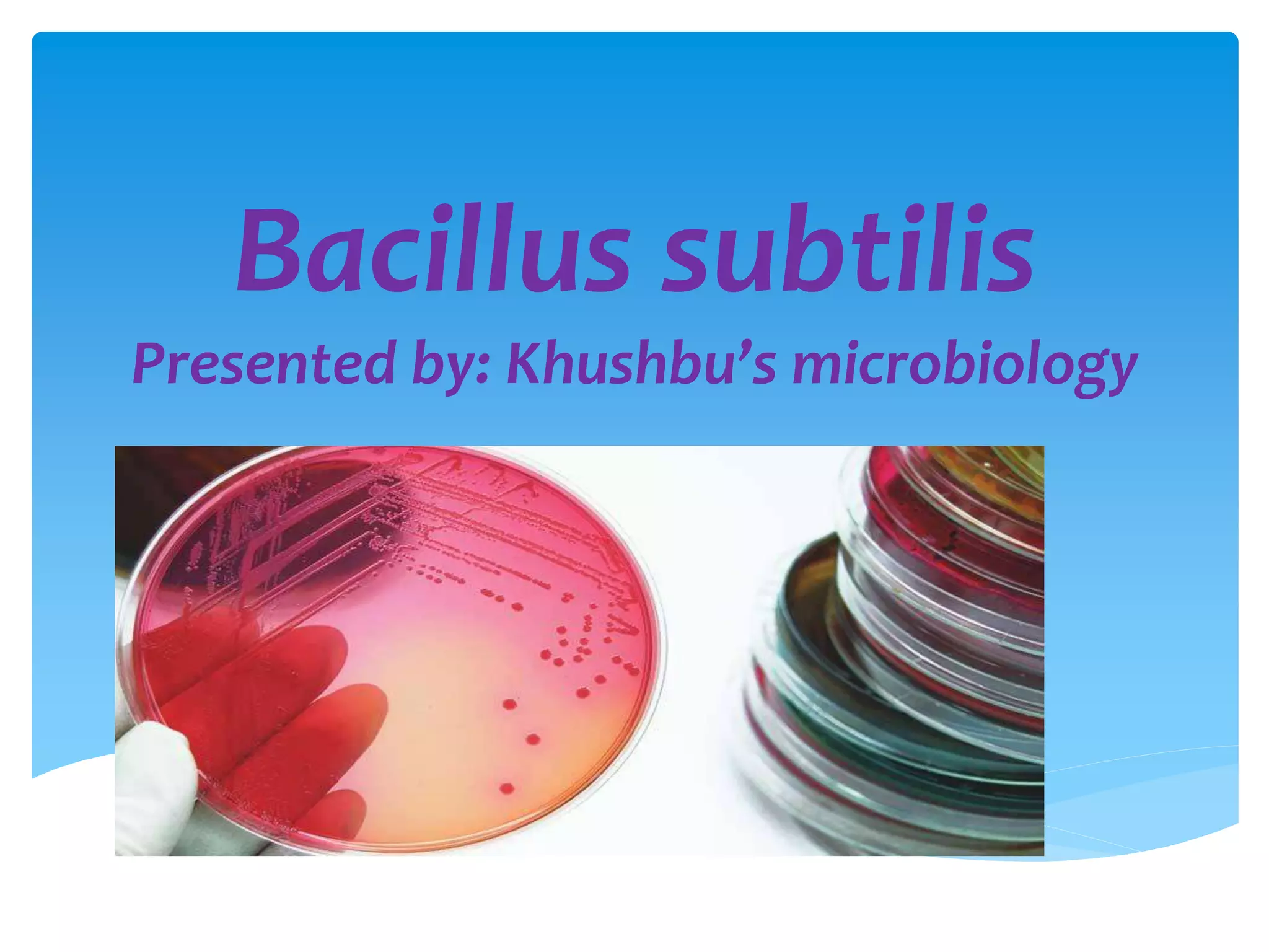 Bacillus subtilis | PPTX