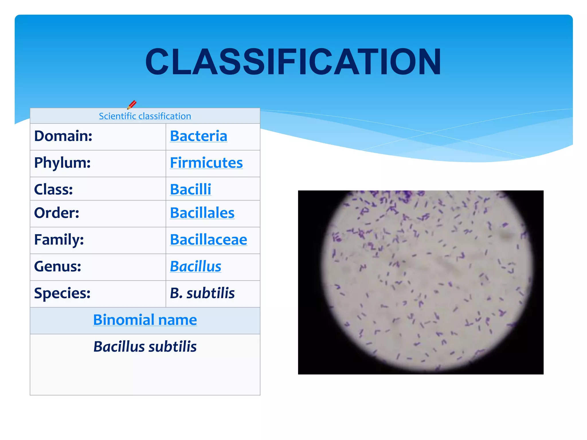 Bacillus subtilis | PPTX