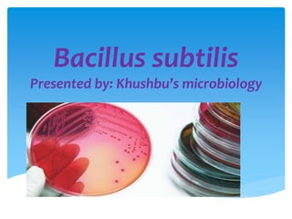 Bacillus subtilis | PPT