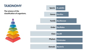 Bacillus subtilis: INTRO, CLASSIFICATION, SPORULATION, REASONS ...