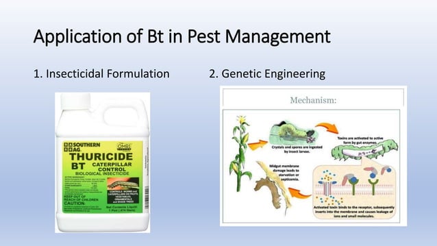 Bacillus thuringiensis: Story of an Entomopathogen | PPTX