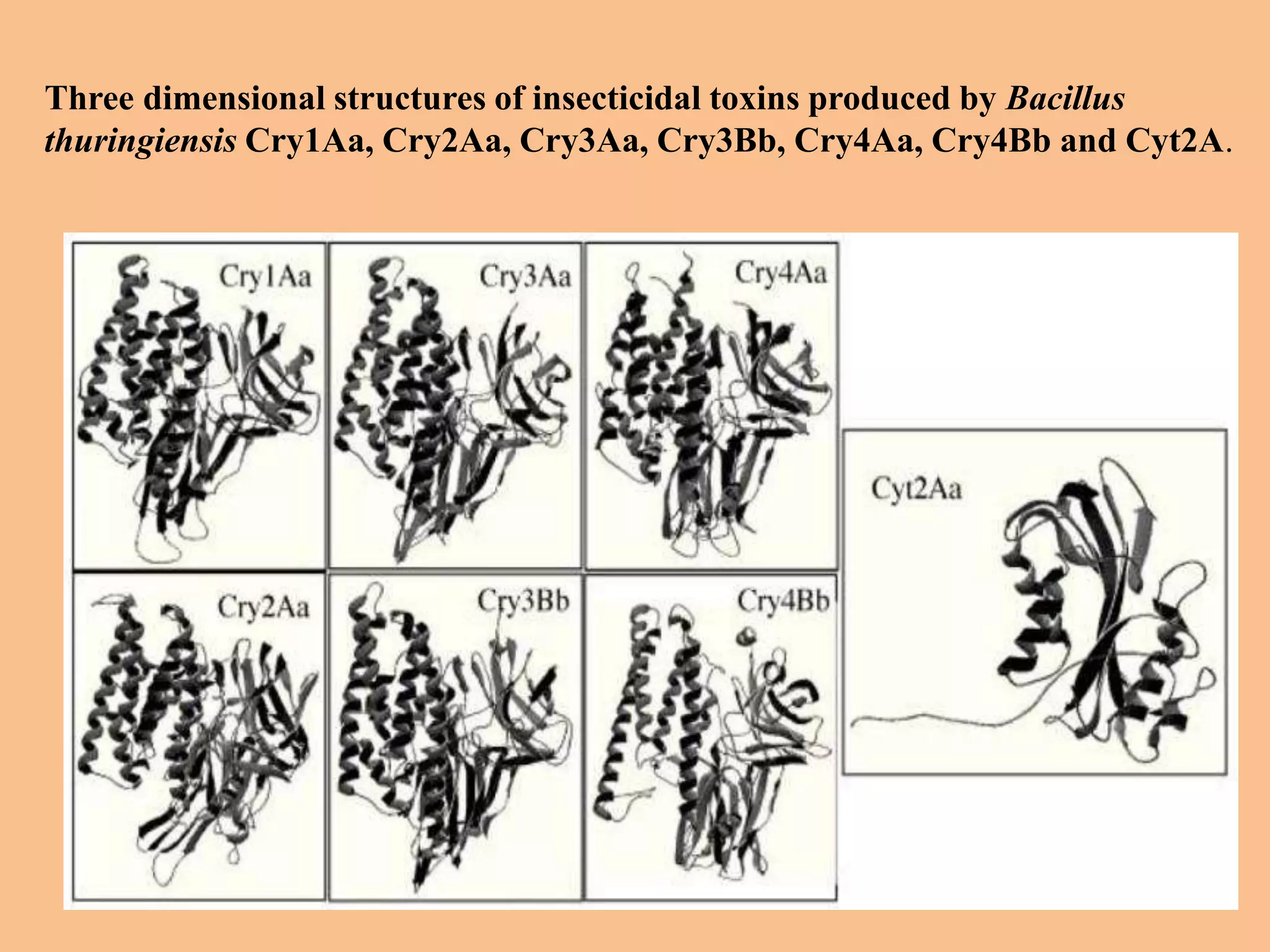 BACILLUS THURINGIENSIS 2013.ppt
