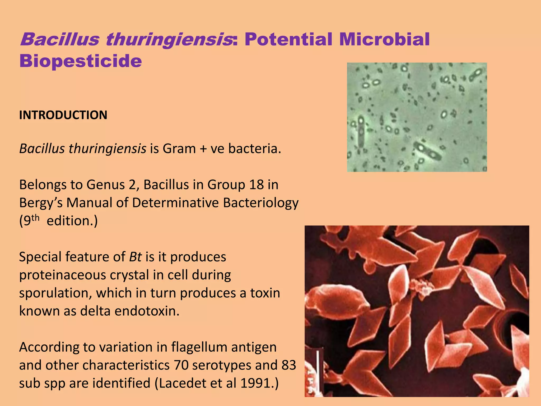 BACILLUS THURINGIENSIS 2013.ppt