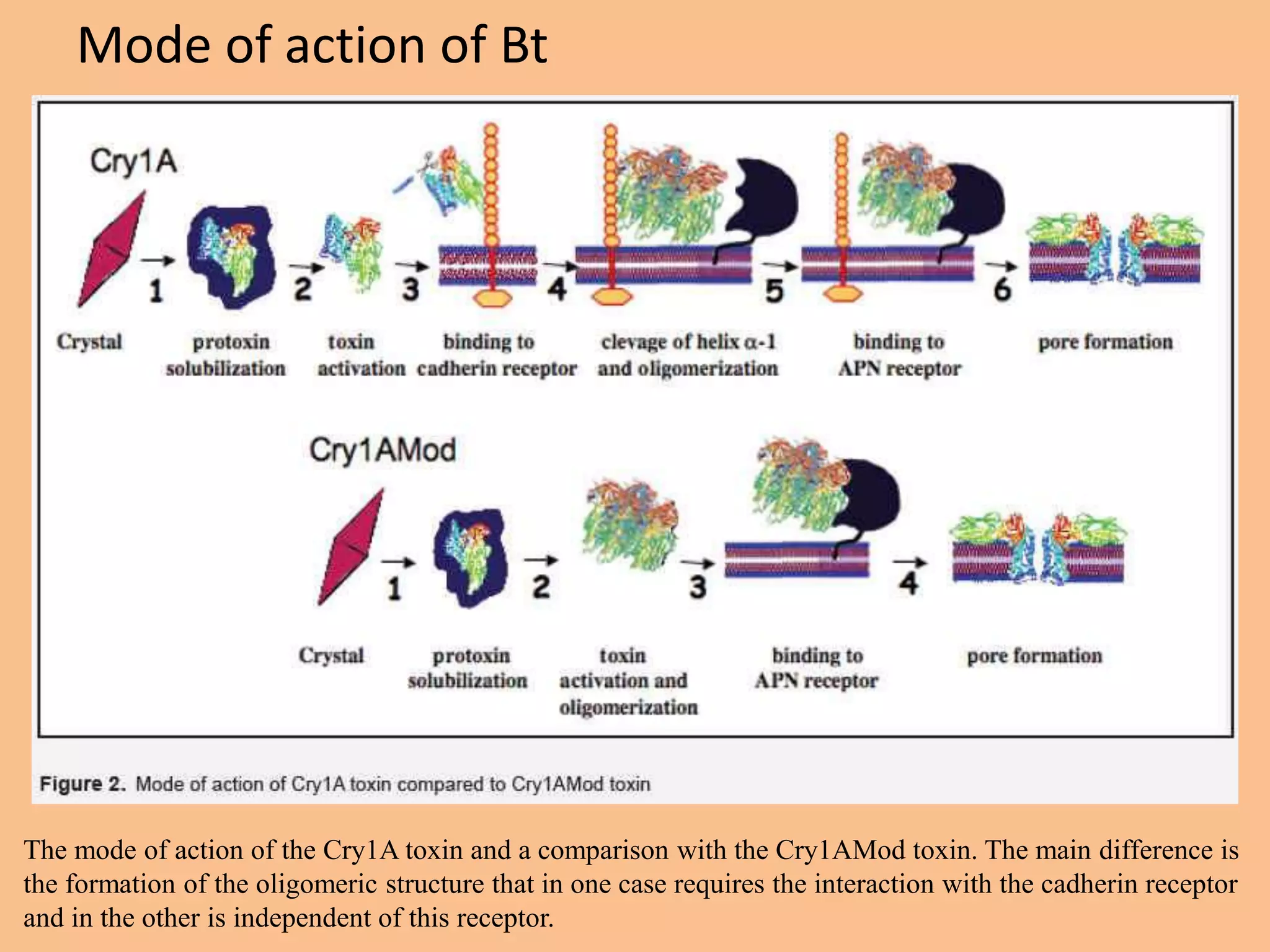 BACILLUS THURINGIENSIS 2013.ppt | Chemistry | Science