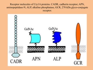 BACILLUS THURINGIENSIS 2013.ppt