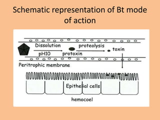 BACILLUS THURINGIENSIS 2013.ppt