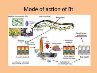BACILLUS THURINGIENSIS 2013.ppt
