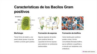 Bacilos-Gram-positivos.pptx
