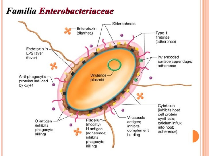 Bacilos Gram Negativos: Características, Estructura, Tipos – JRRMO