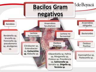 Algoritmo De Bacilos Gram Negativos