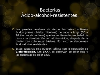 Bacilos gramnegativos | PPTX
