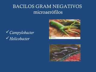 Bacilos gram negativos microaerofilos | PPT