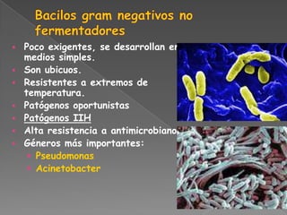 Bacterias Gram Negativas Bacilos