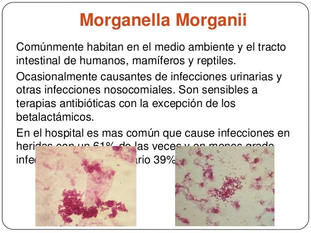 Bacilos Gram negativo que Infectan el Aparato Urinario