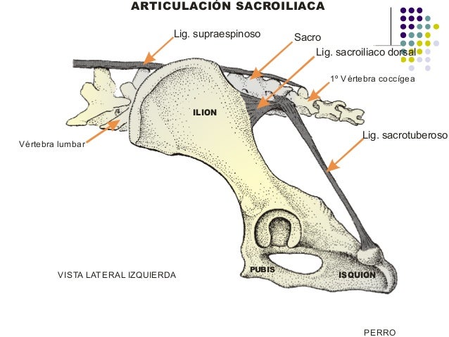 Miembro posterior. Región de la grupa de los animales domésticos