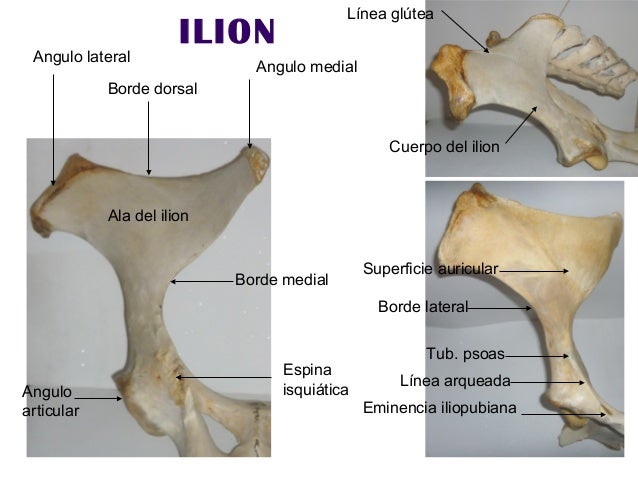Miembro posterior. Región de la grupa de los animales domésticos