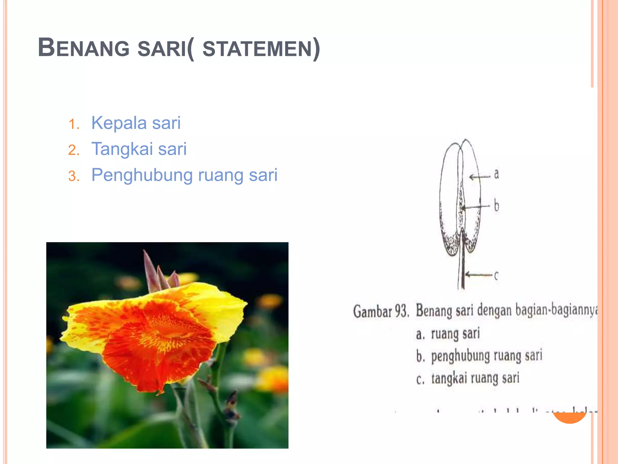 PPT Morfologi tumbuhan ( bunga ) | PPTX