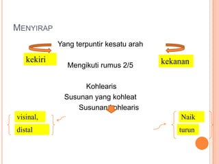 PPT Morfologi tumbuhan ( bunga ) | PPTX