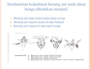 PPT Morfologi tumbuhan ( bunga ) | PPTX