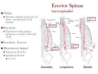 Back and ab (part 2) | PPT