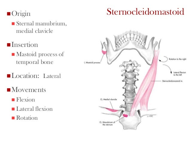 Sternocleidomastoid Muscle Origin And Insertion