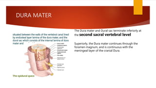 Back and autonomic nervous system | PPT