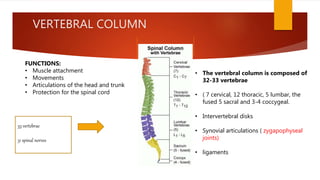 Back and autonomic nervous system | PPT