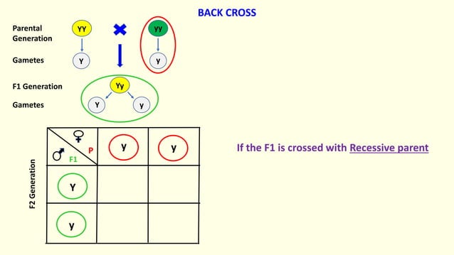 Back cross and test cross | PPTX | Genetics | Science