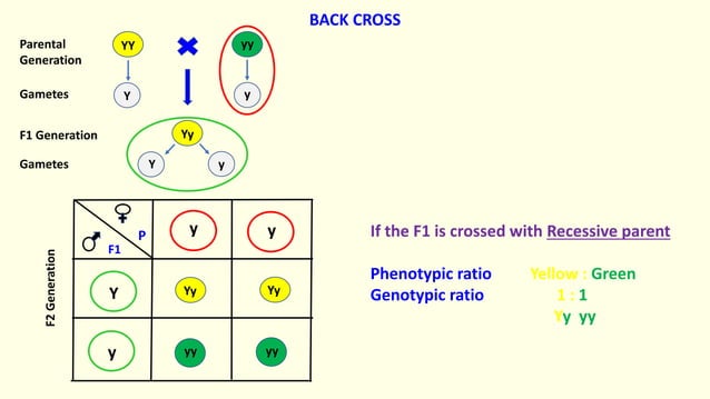 Back cross and test cross | PPTX | Genetics | Science