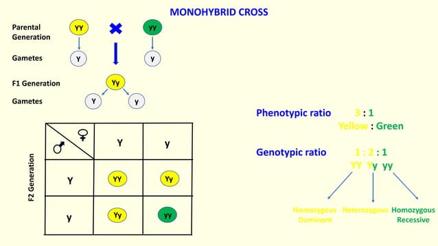 Back cross and test cross | PPTX | Genetics | Science