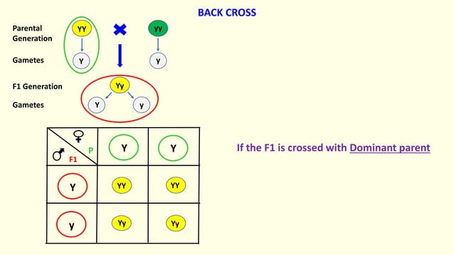 Back cross and test cross | PPTX | Genetics | Science