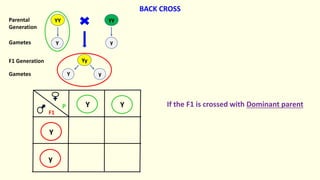 Back cross and test cross | PPT