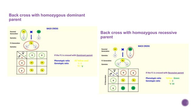 DIFFERENCE IN BACK CROSS AND TEST CROSS | PPTX | Genetics | Science