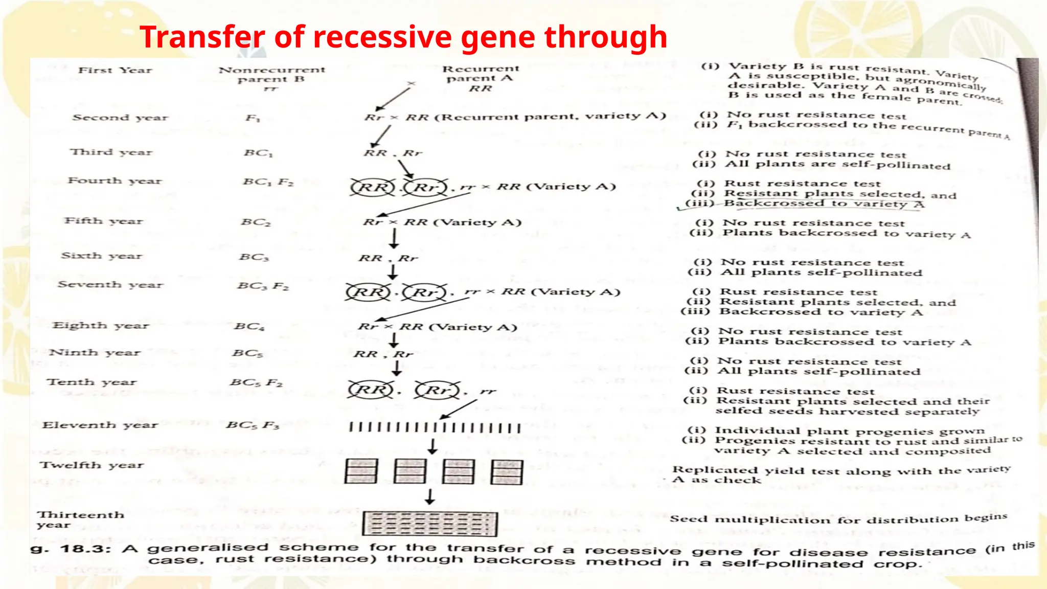types of backcross esther n bhumi 2.pptx