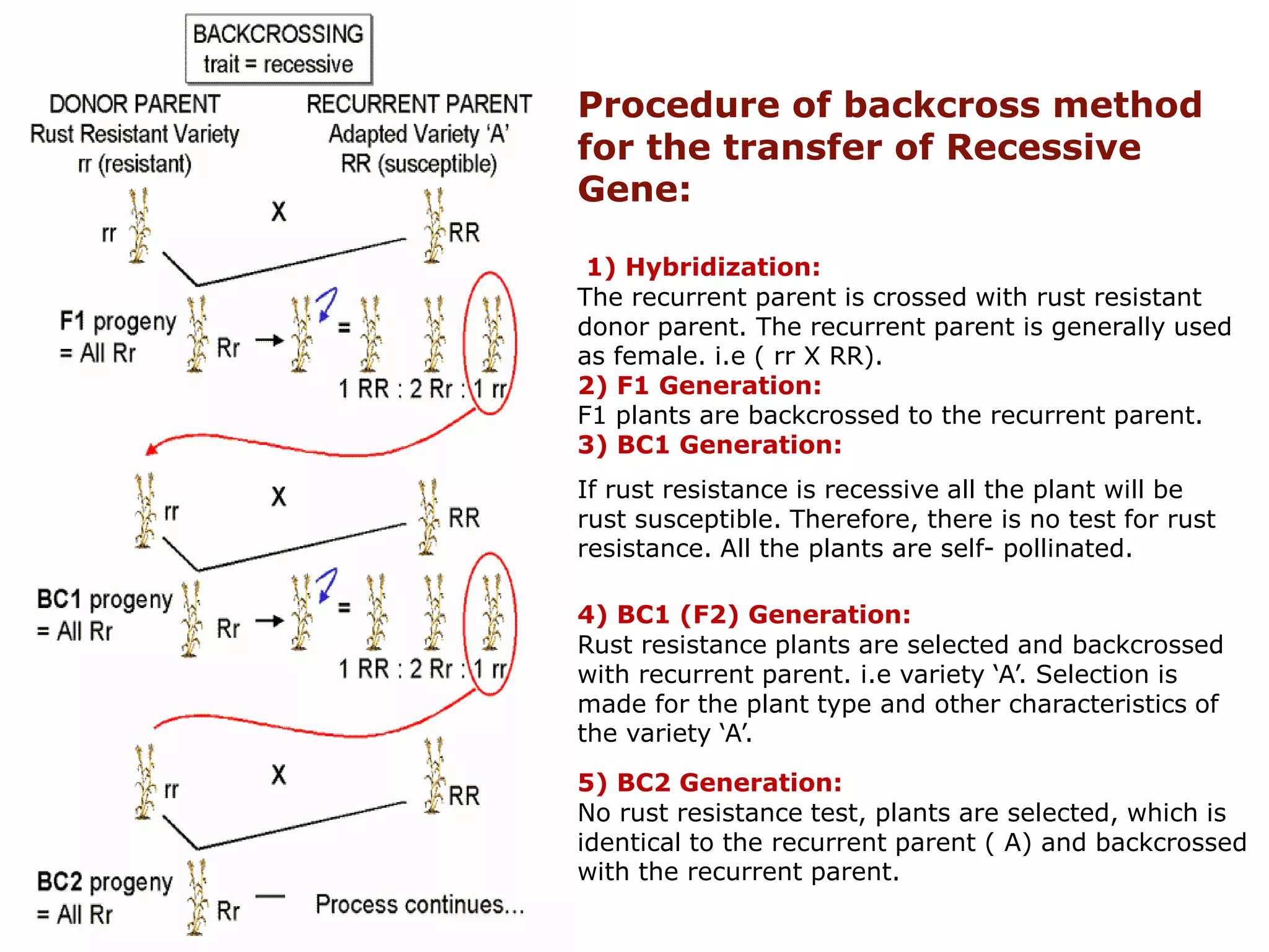 Back cross in recessive gene | PPTX