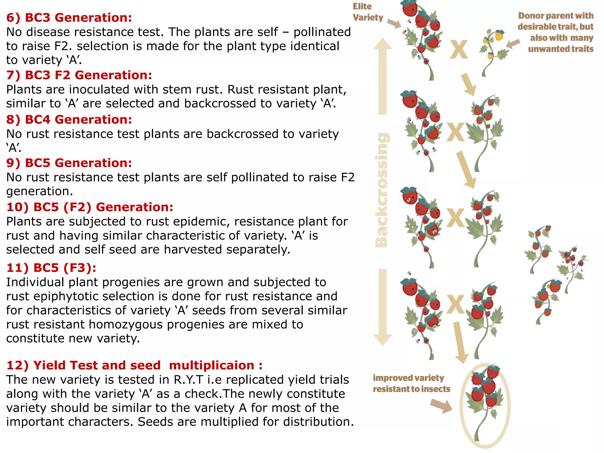 Back cross in recessive gene | PPTX