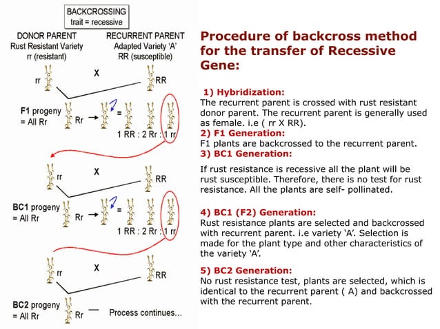 Back cross in recessive gene