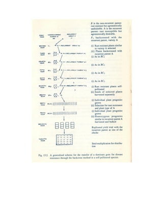 Back cross method Back Cross | PDF