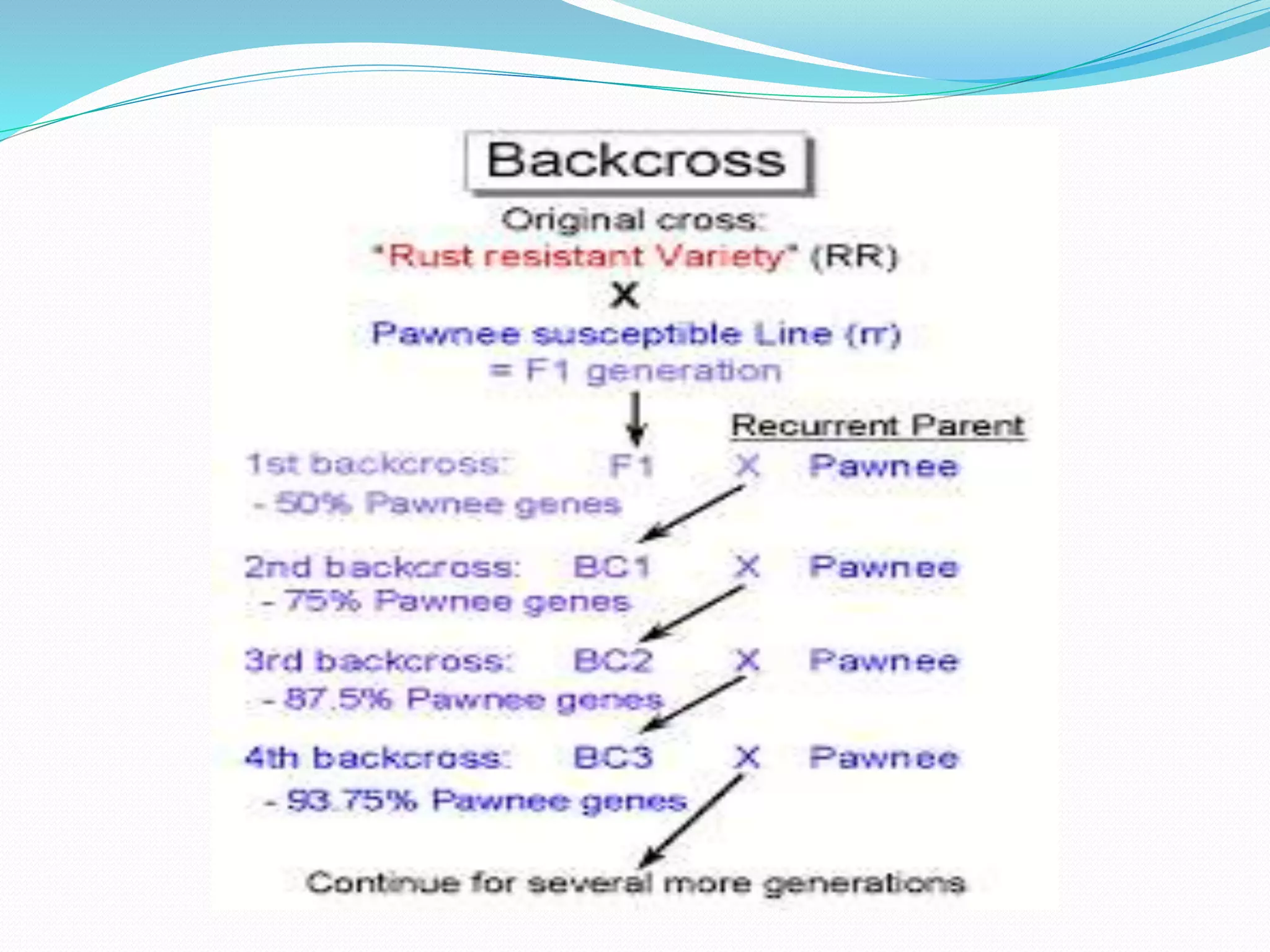 Backcross method for dominant and recessive gene transfer. | PPTX