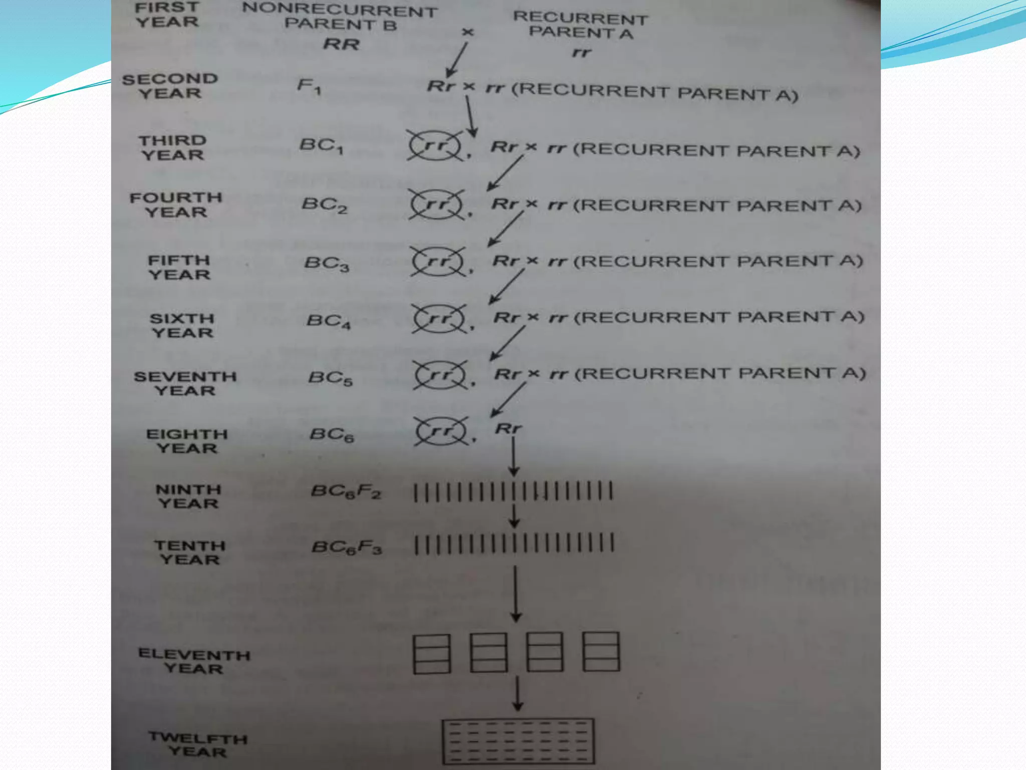 Backcross method for dominant and recessive gene transfer. | PPTX